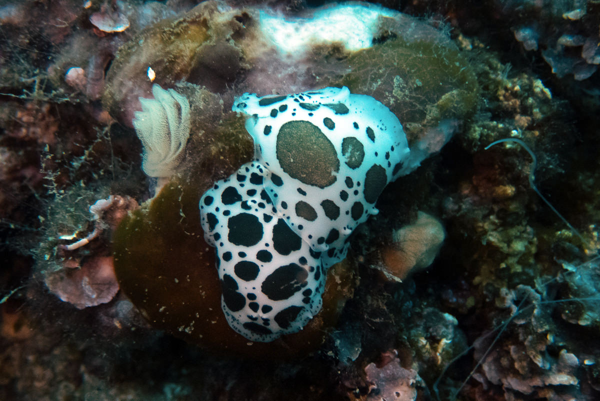 Kroatien, Cres, Blue Hole - Jessica und Felix Reisen!