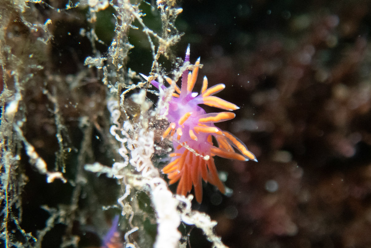 Kroatien, Cres, Blue Hole - Jessica und Felix Reisen!