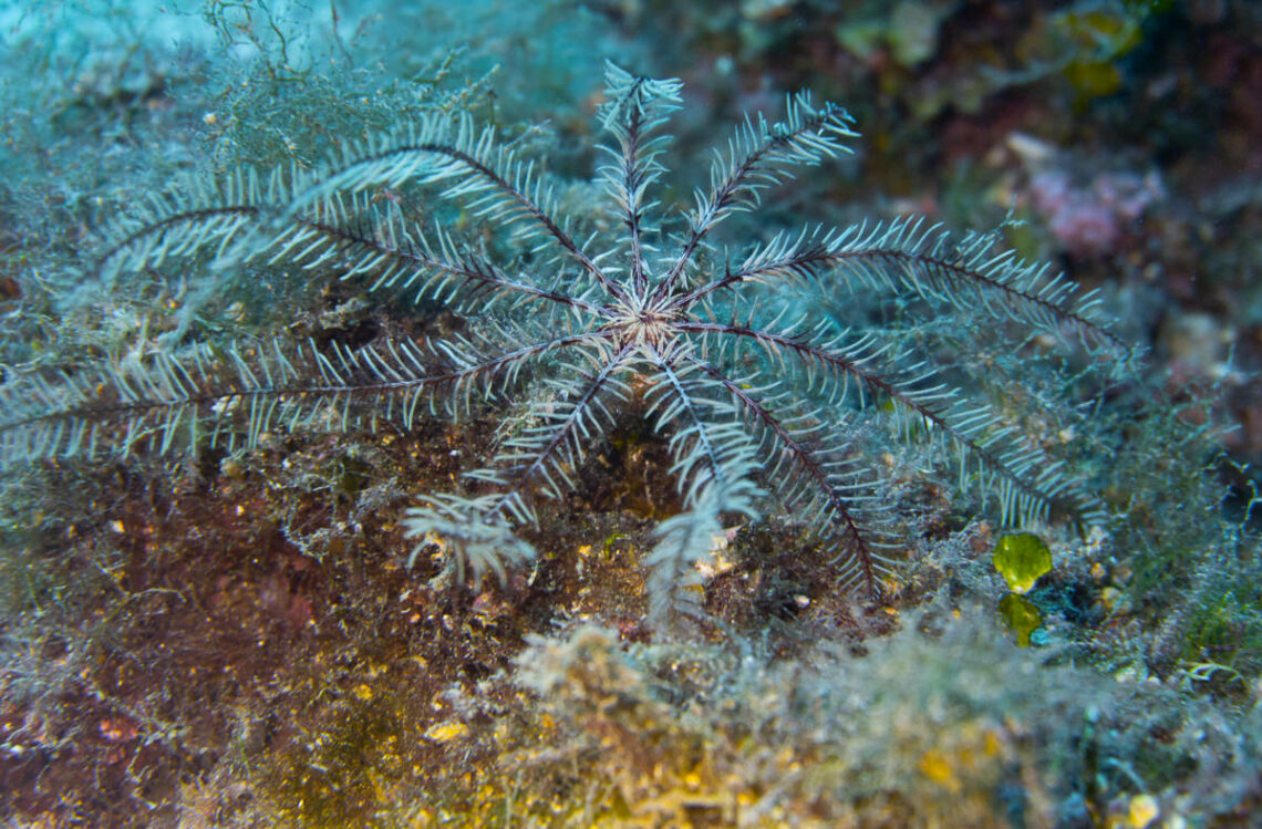 Plavnik, Krk, Love Cave - Jessica und Felix Reisen!